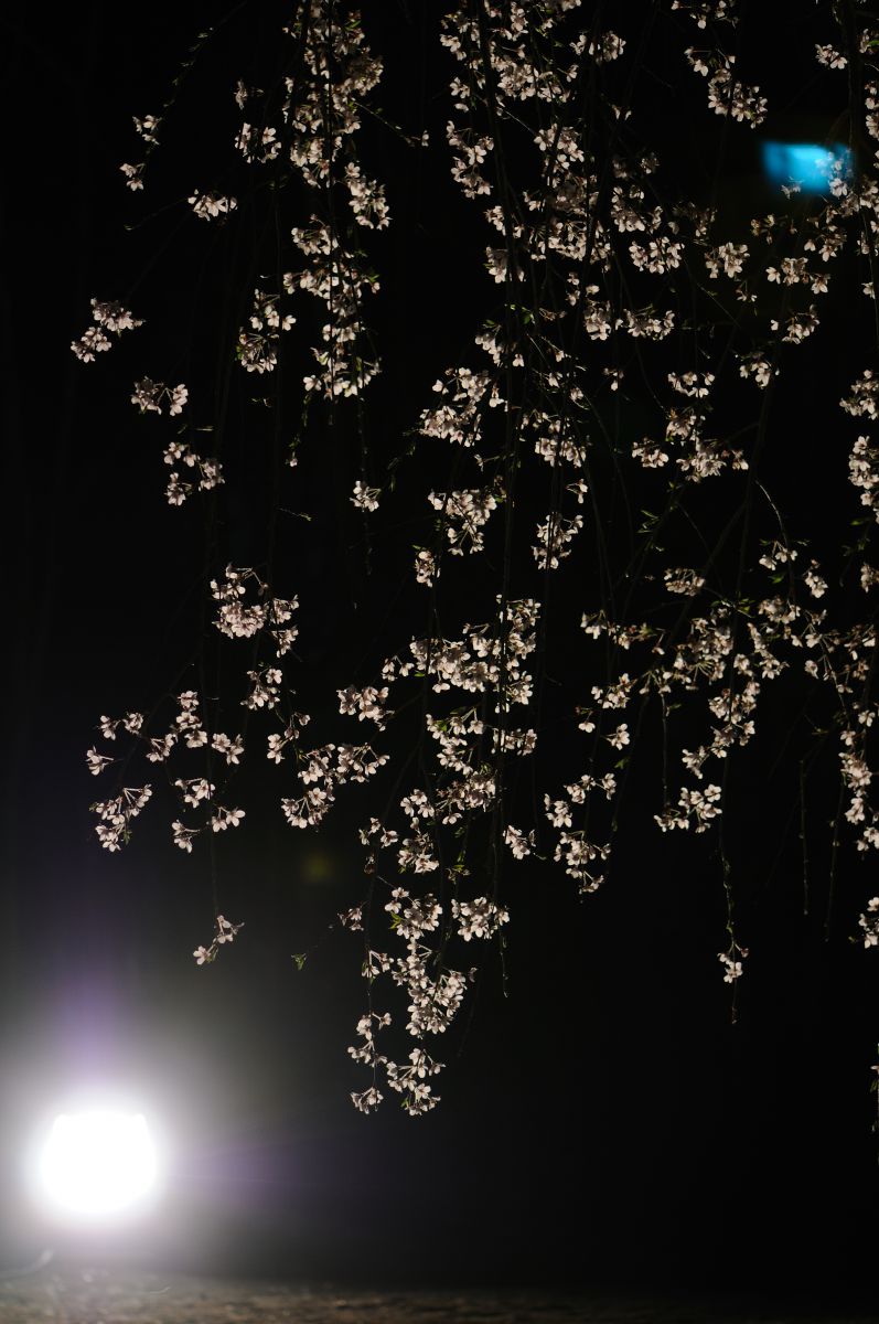 DSC_0229.jpg | GANREF