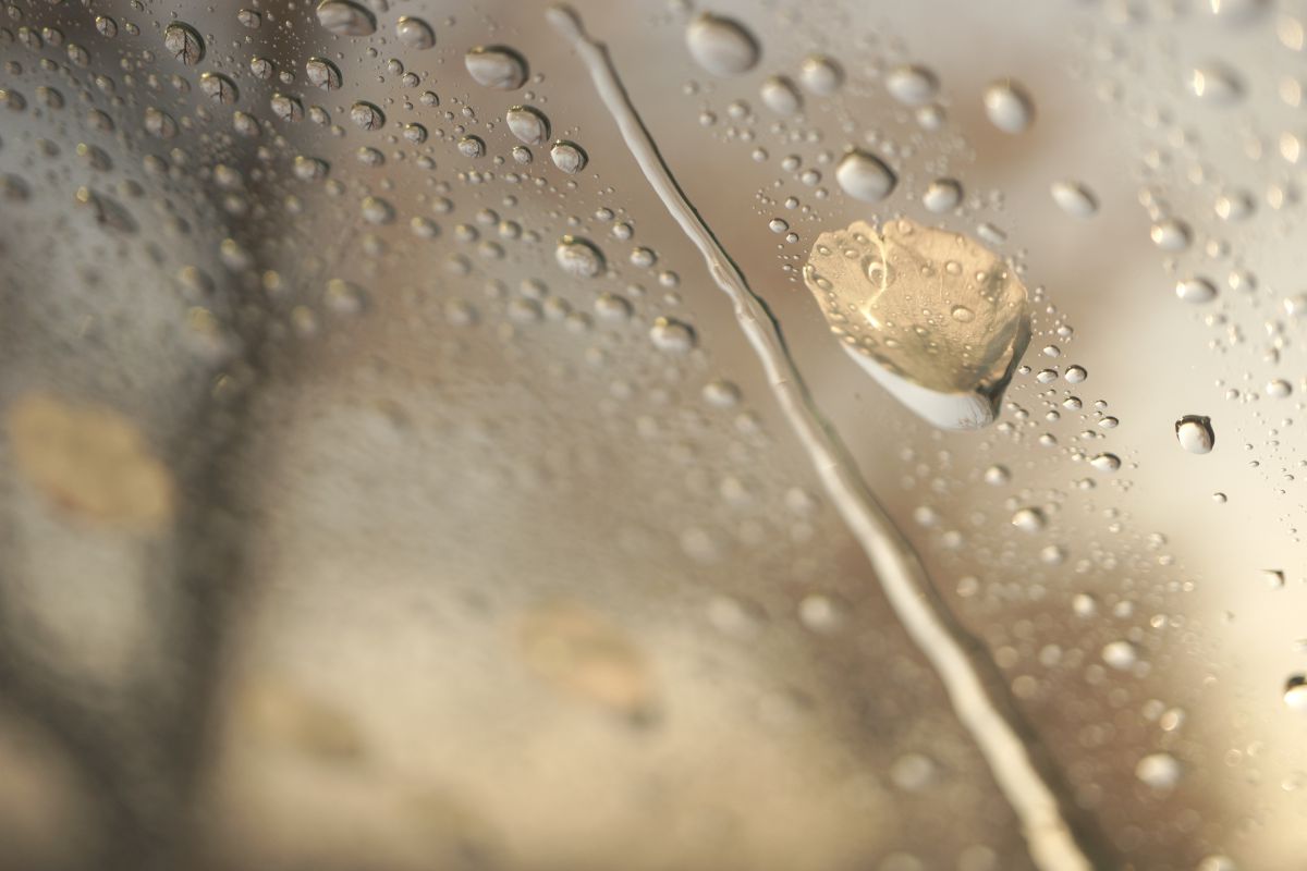 tear drops from cherry blossom | GANREF