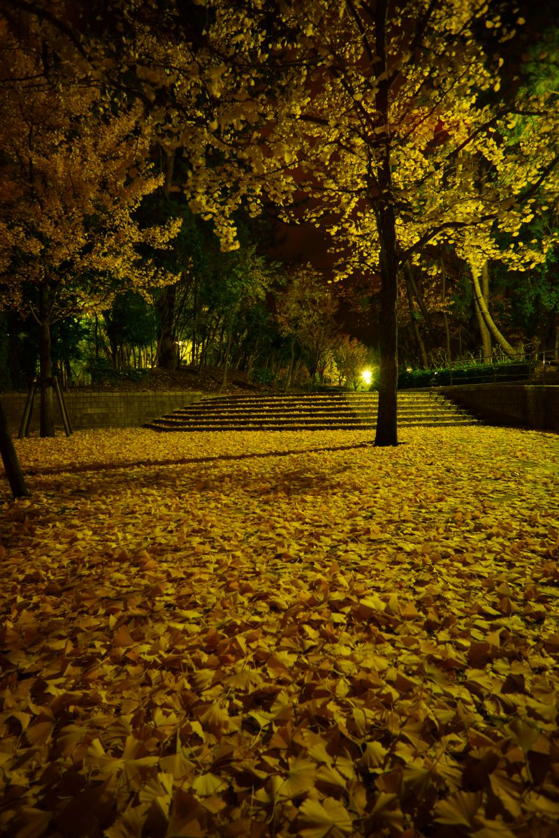 yellow carpet | GANREF