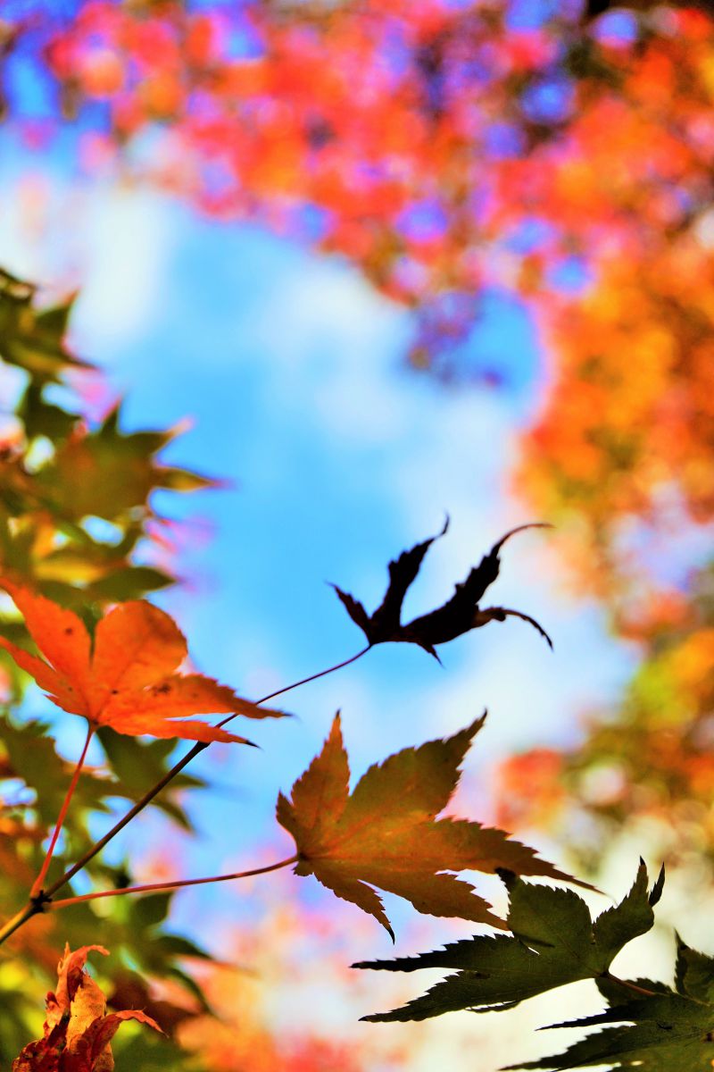 Final Dance | GANREF