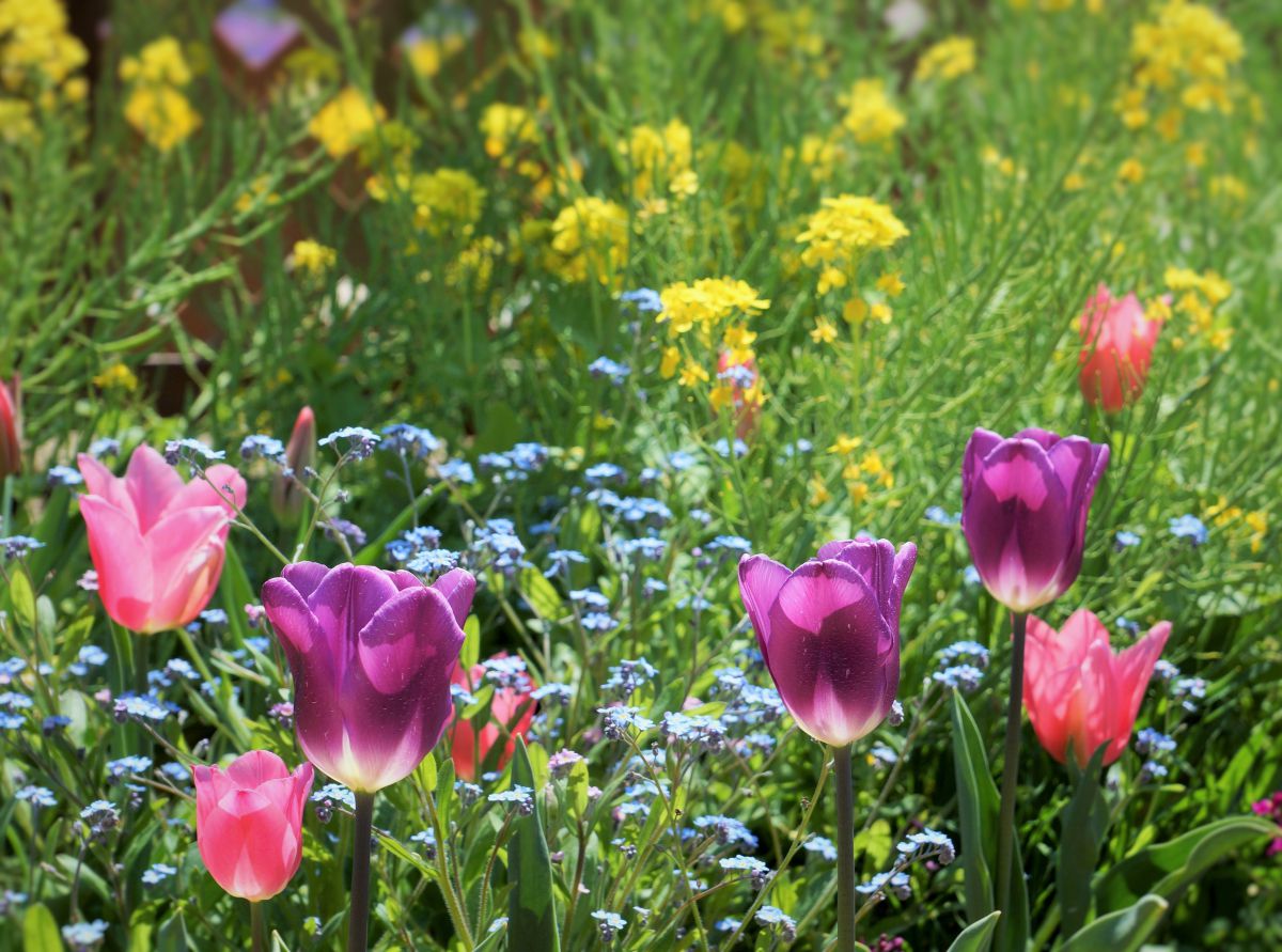 Happy together | GANREF