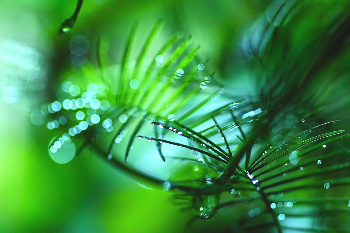 瑠光の夢 | GANREF