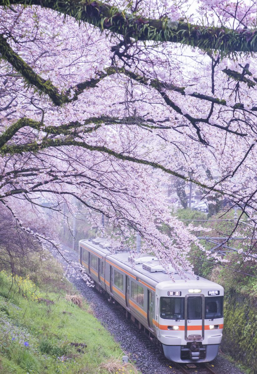 春色列車 | GANREF