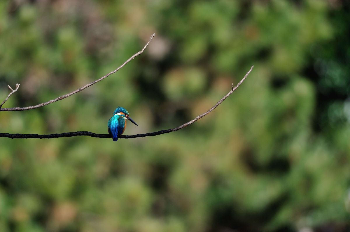 カワセミ(61) ミスター ブルー | GANREF