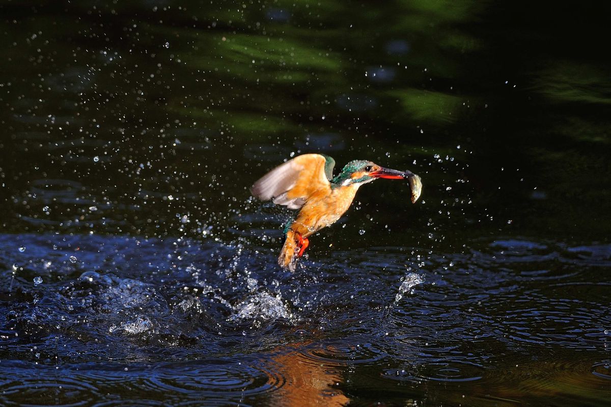 カワセミ(63) ミセス ブルー | GANREF