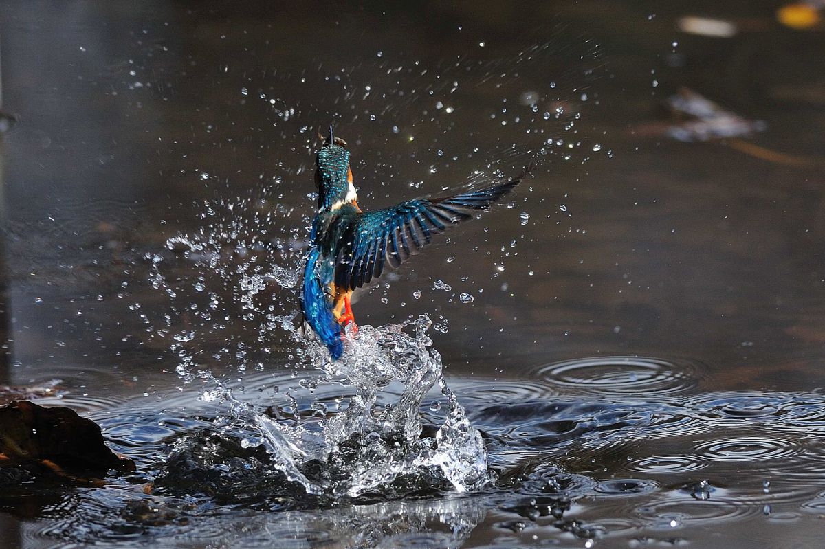 カワセミ(44) ミセス ブルー | GANREF