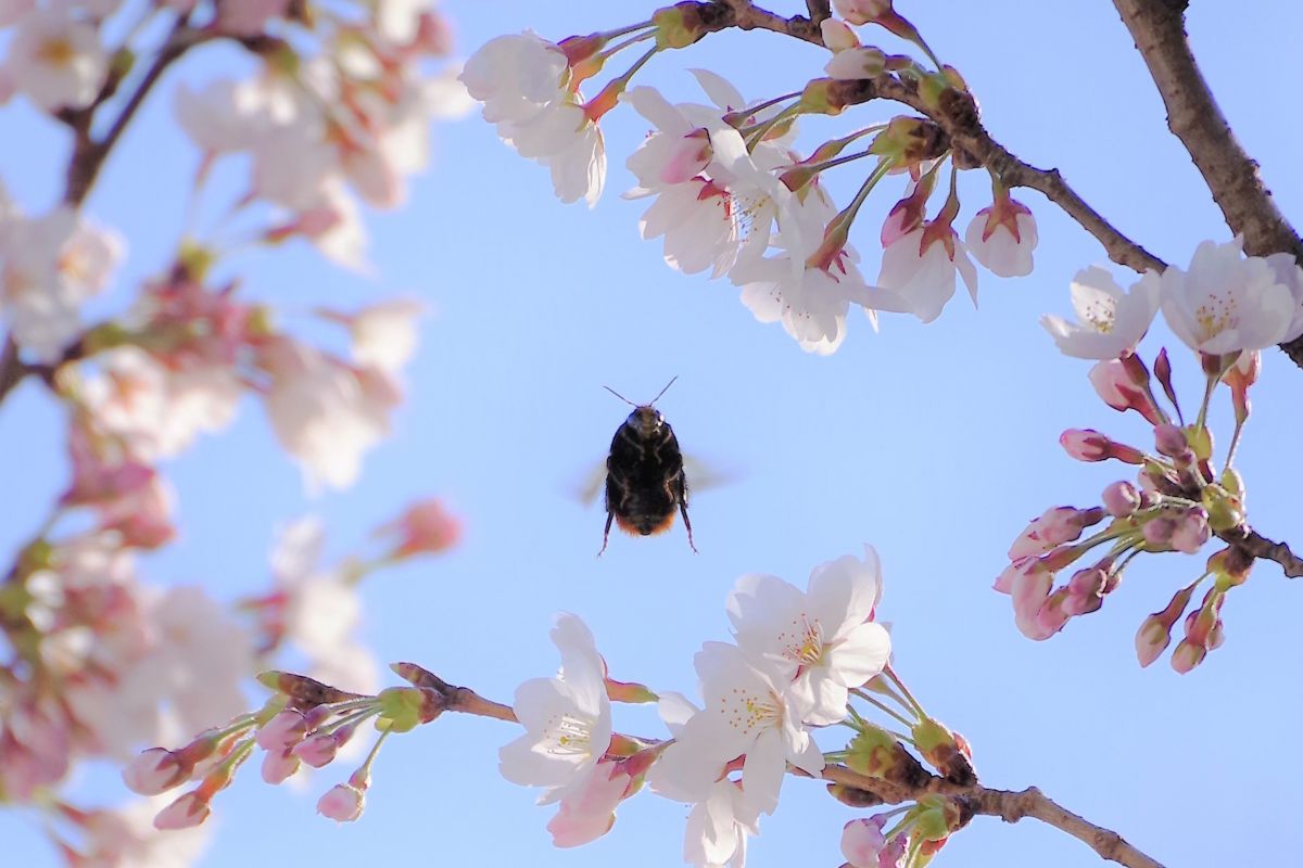 春色hovering | GANREF