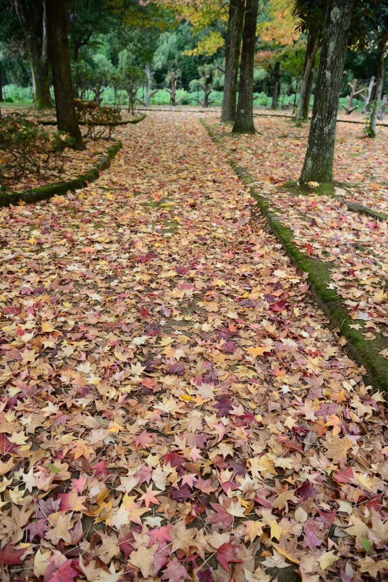 ぎっしりと敷き詰められた落ち葉 | GANREF