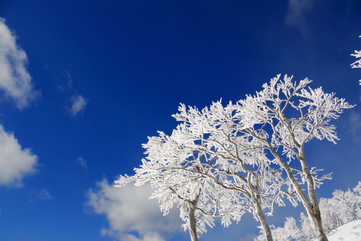 2007 阿仁 樹氷 028.2.jpg | GANREF