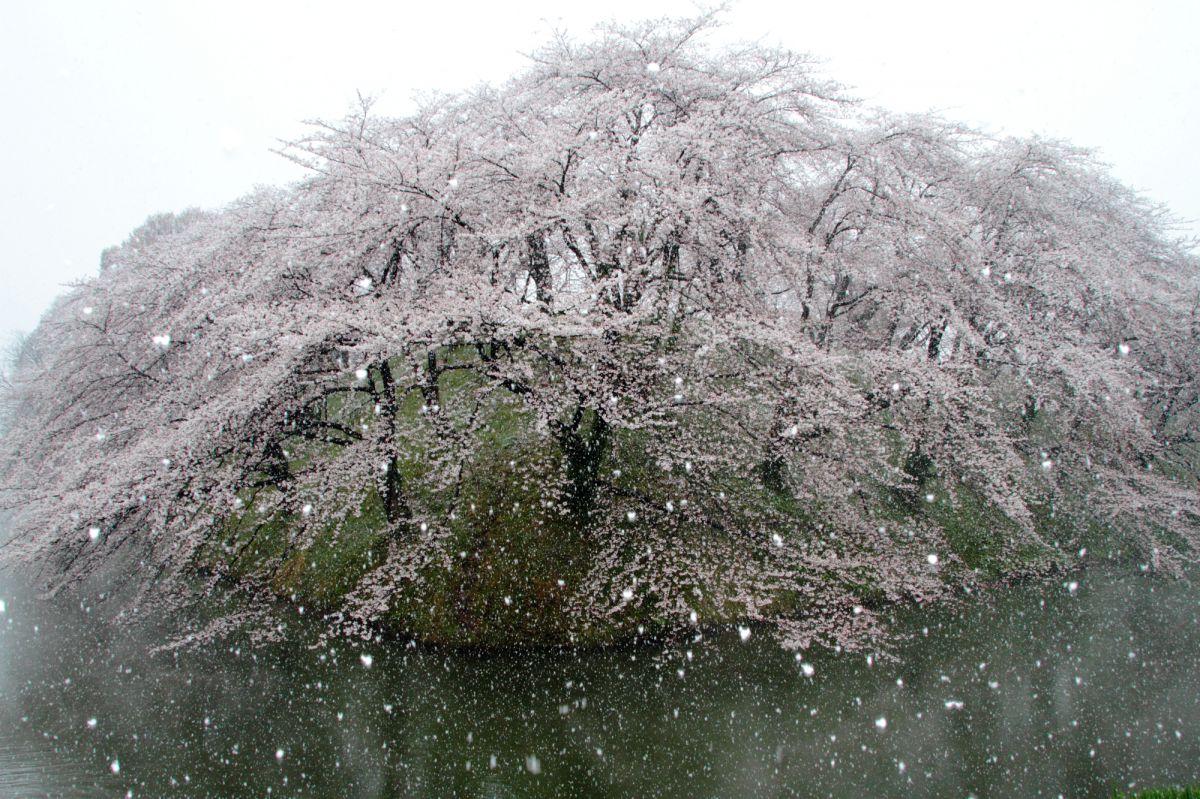 Cherry blossom | GANREF