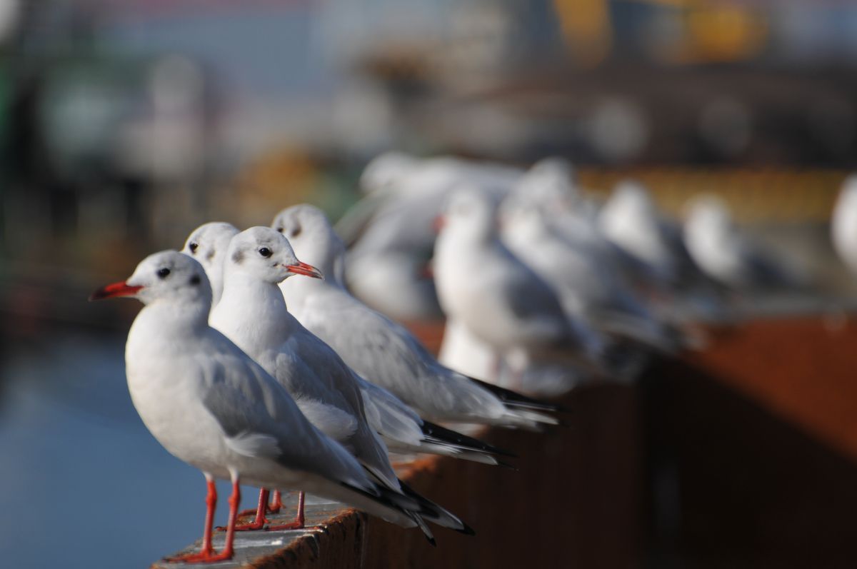 私を撮って！ | GANREF