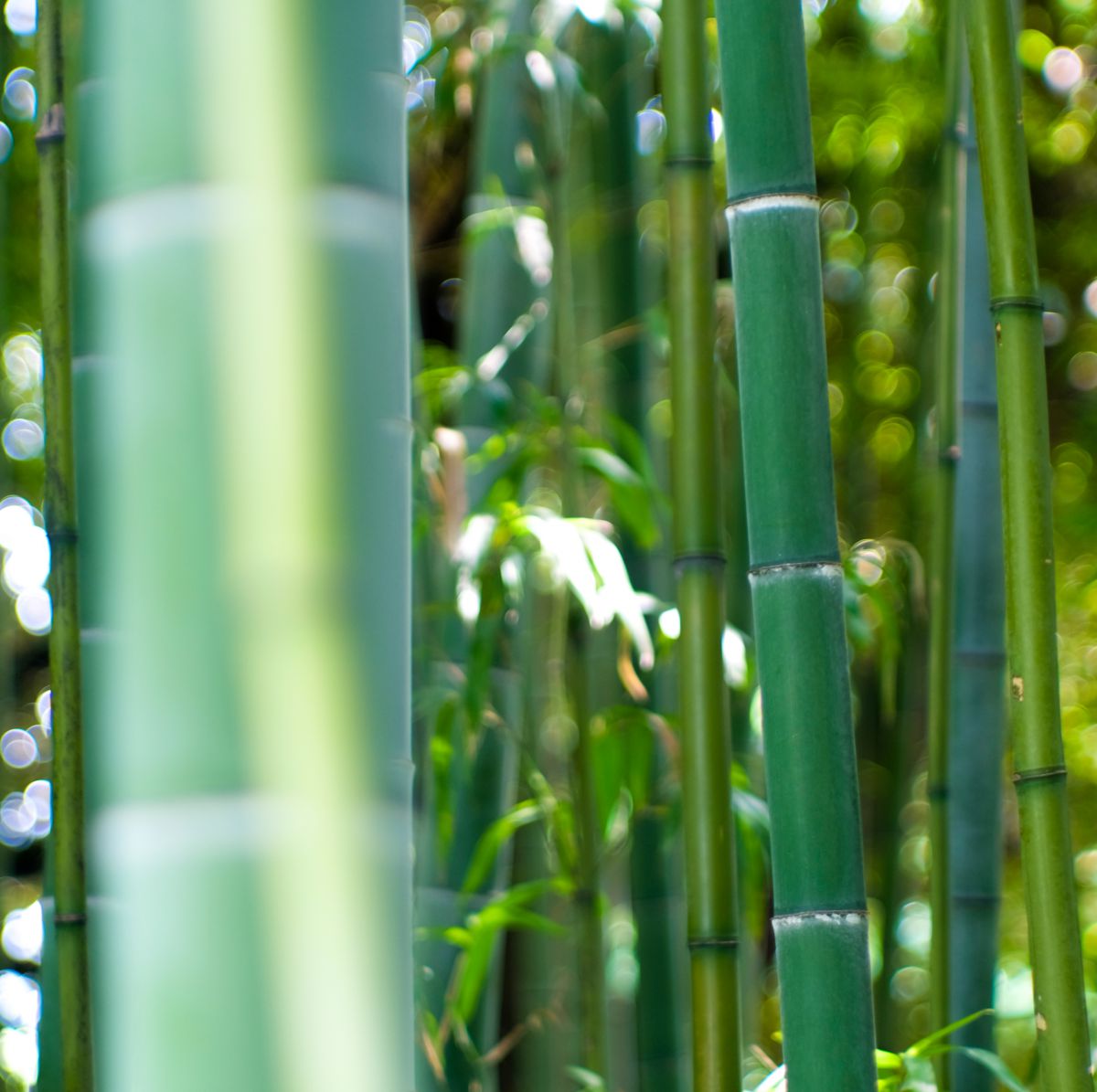BAMBOO in KITANOMARU PARK. | GANREF