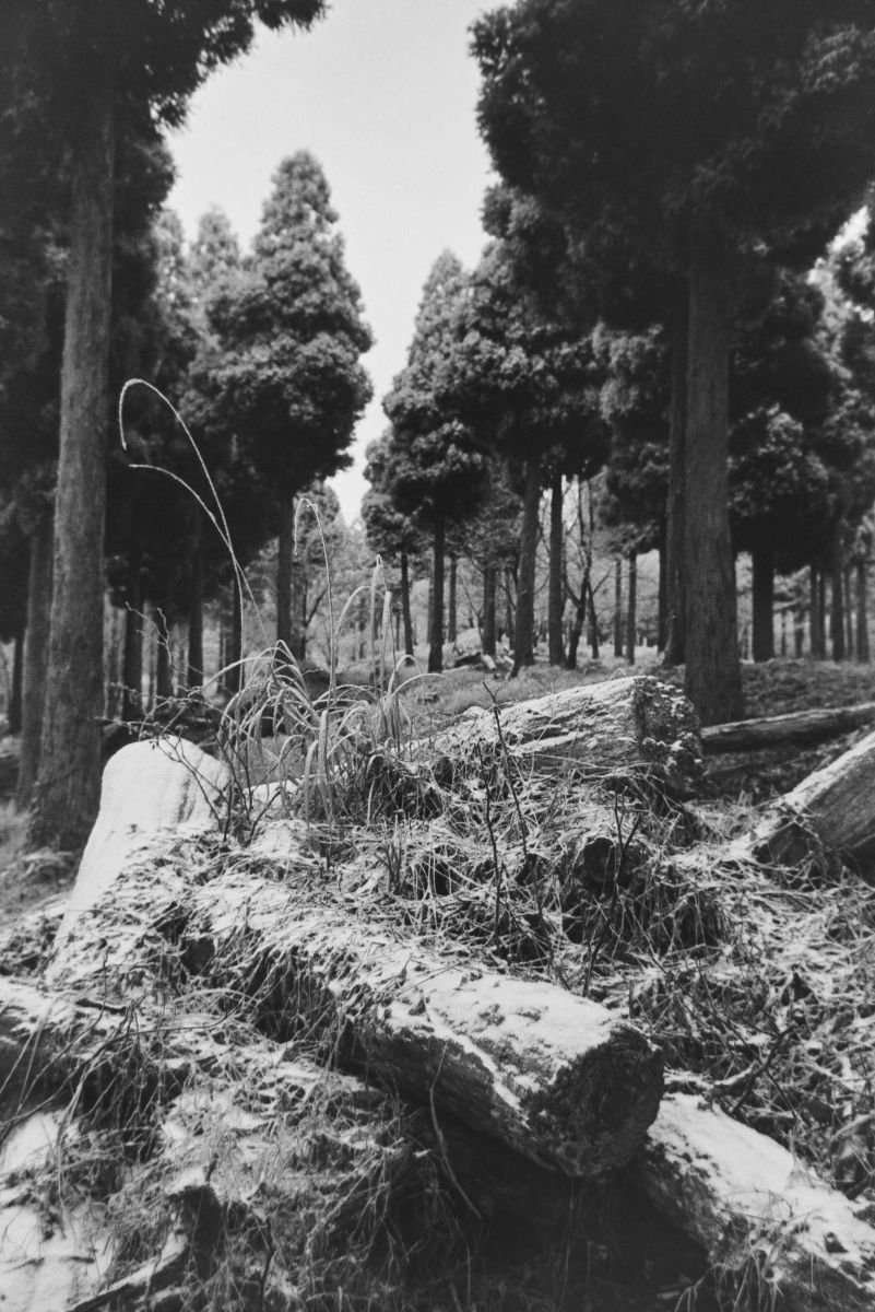 Winter Forest | GANREF