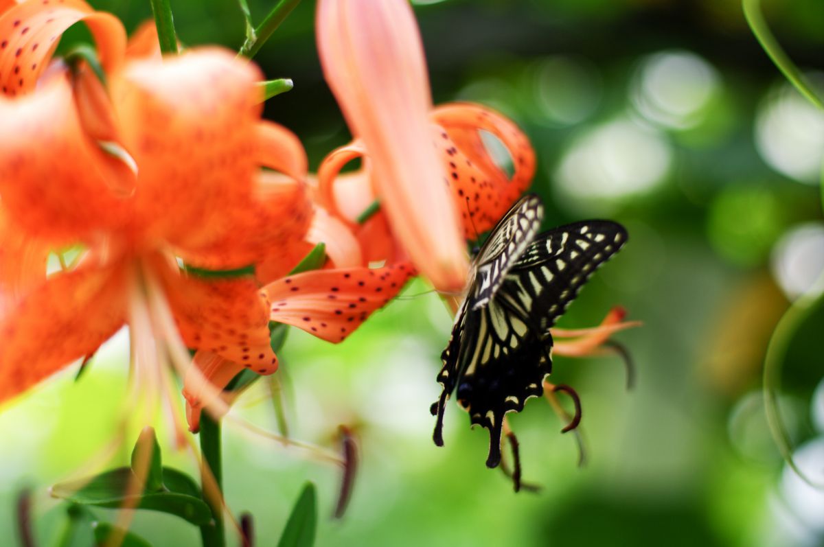 Asian Swallowtail | GANREF