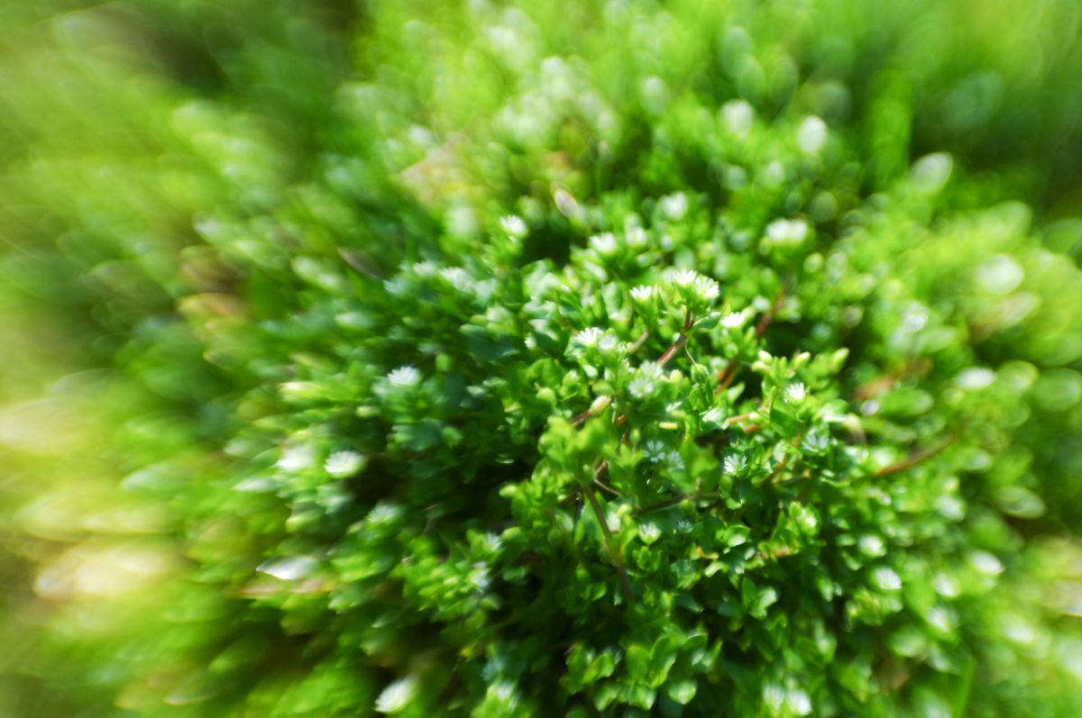 Green Splash | GANREF