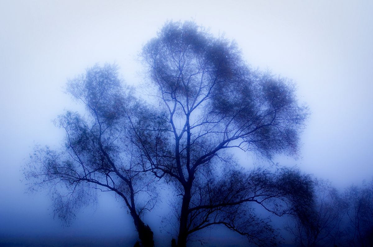 Misty Tree | GANREF
