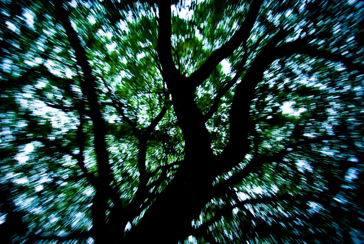 Power of Tree | GANREF