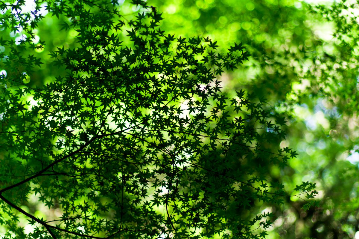 Summer Maple | GANREF