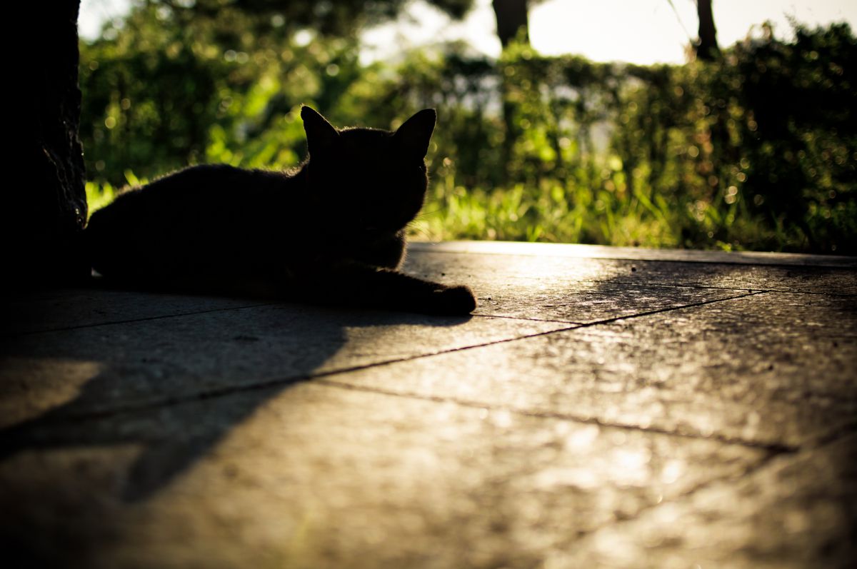 Summer Siesta | GANREF