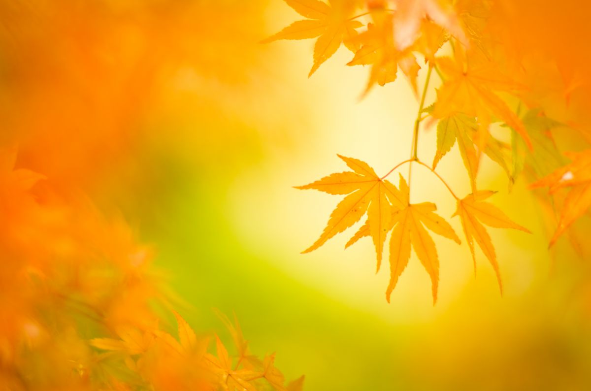 Sunny Spot Maple | GANREF