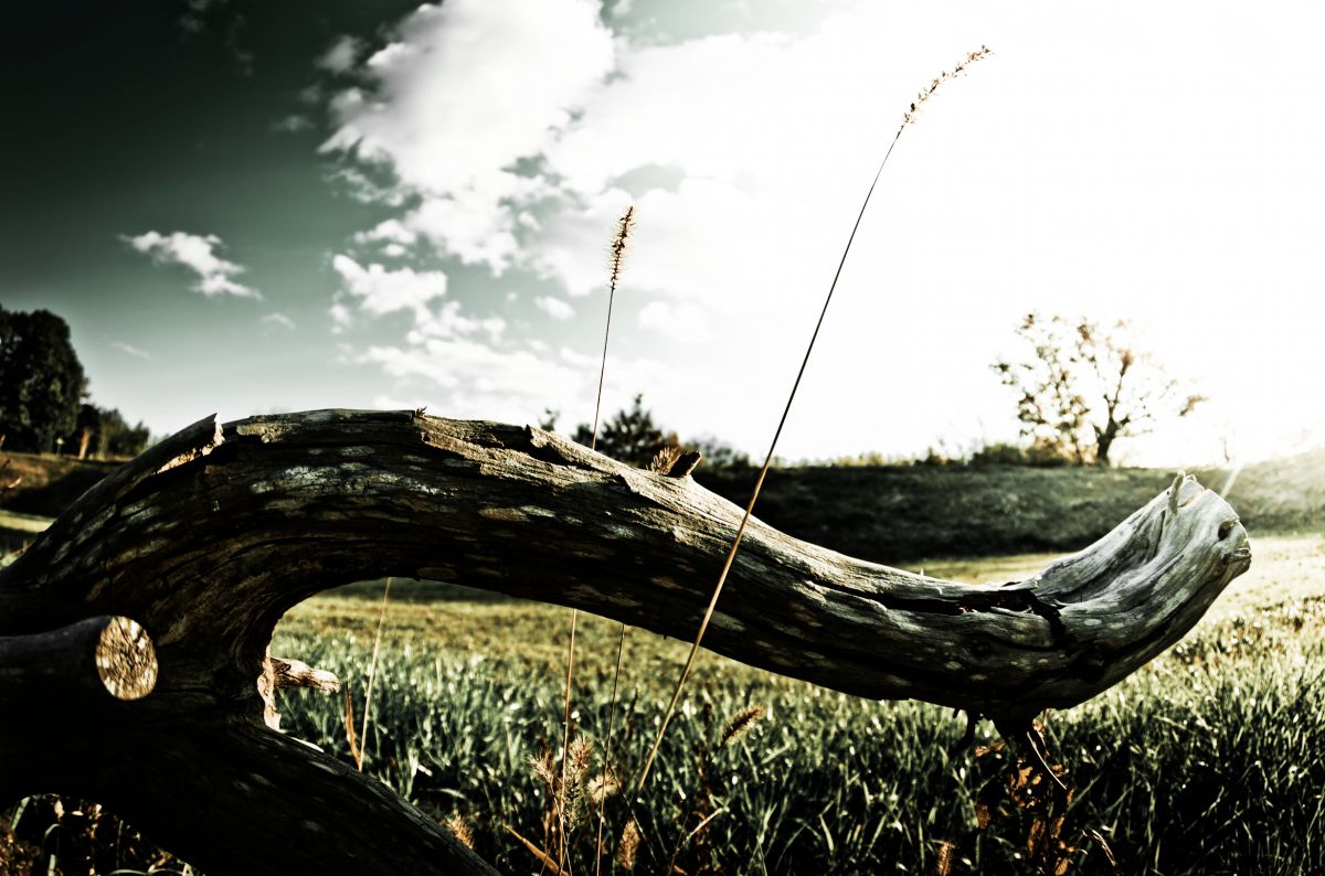 broken tusk | GANREF