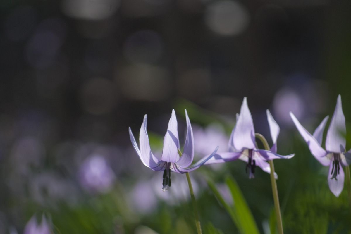 妖精の戯れ | GANREF