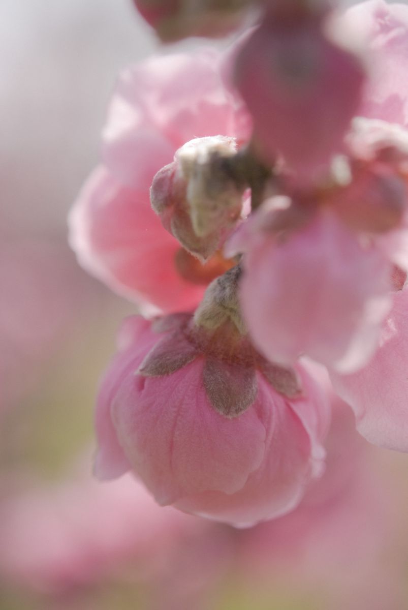 ひらく前、結ぶ前 | GANREF