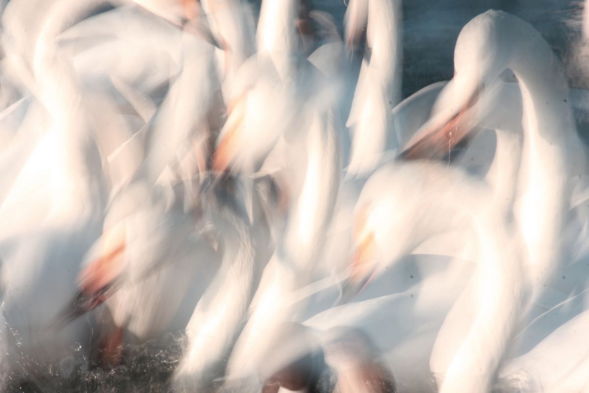 密集地帯 | GANREF