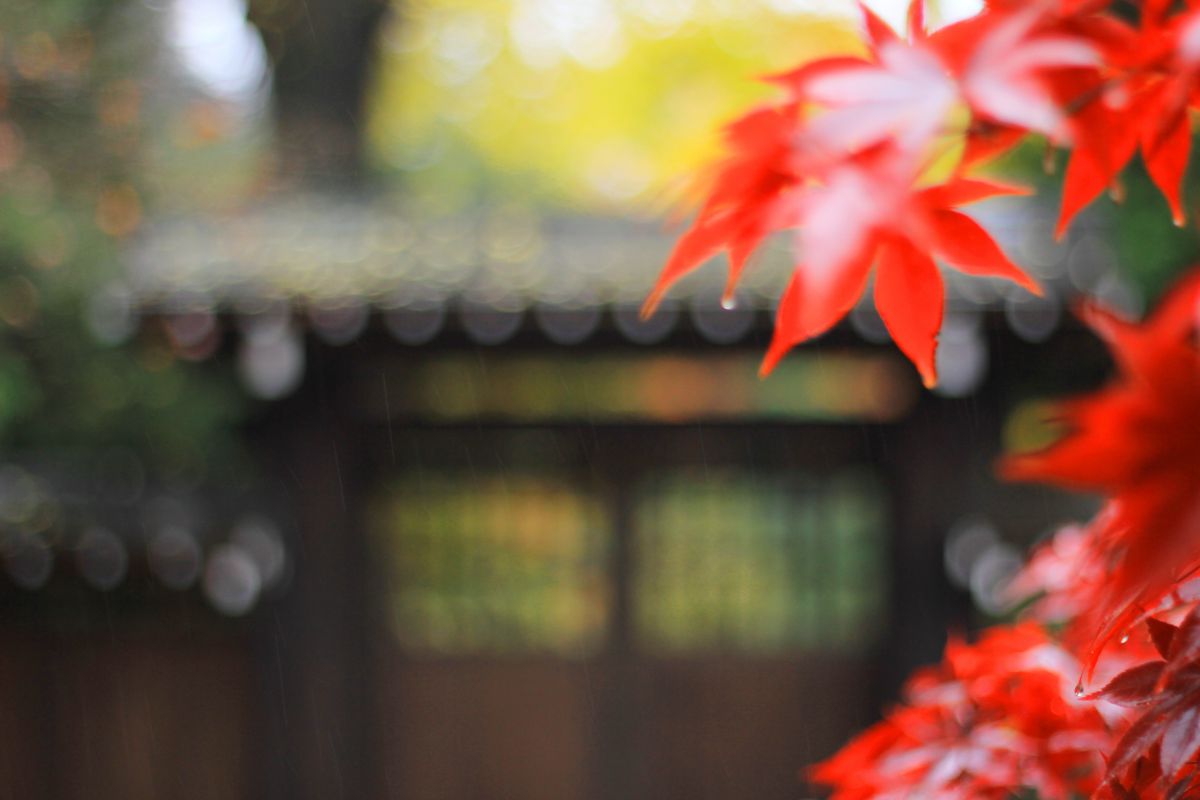 紅葉日和-3 | GANREF