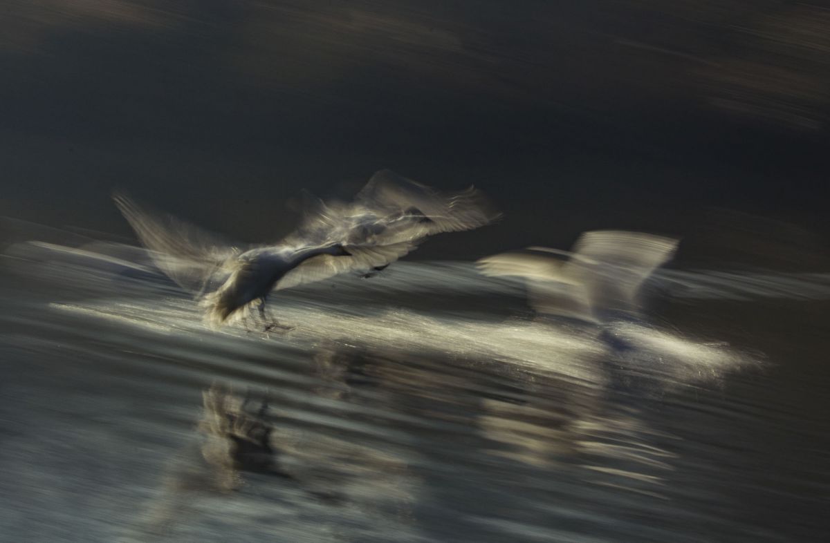 着水2018-1 | GANREF