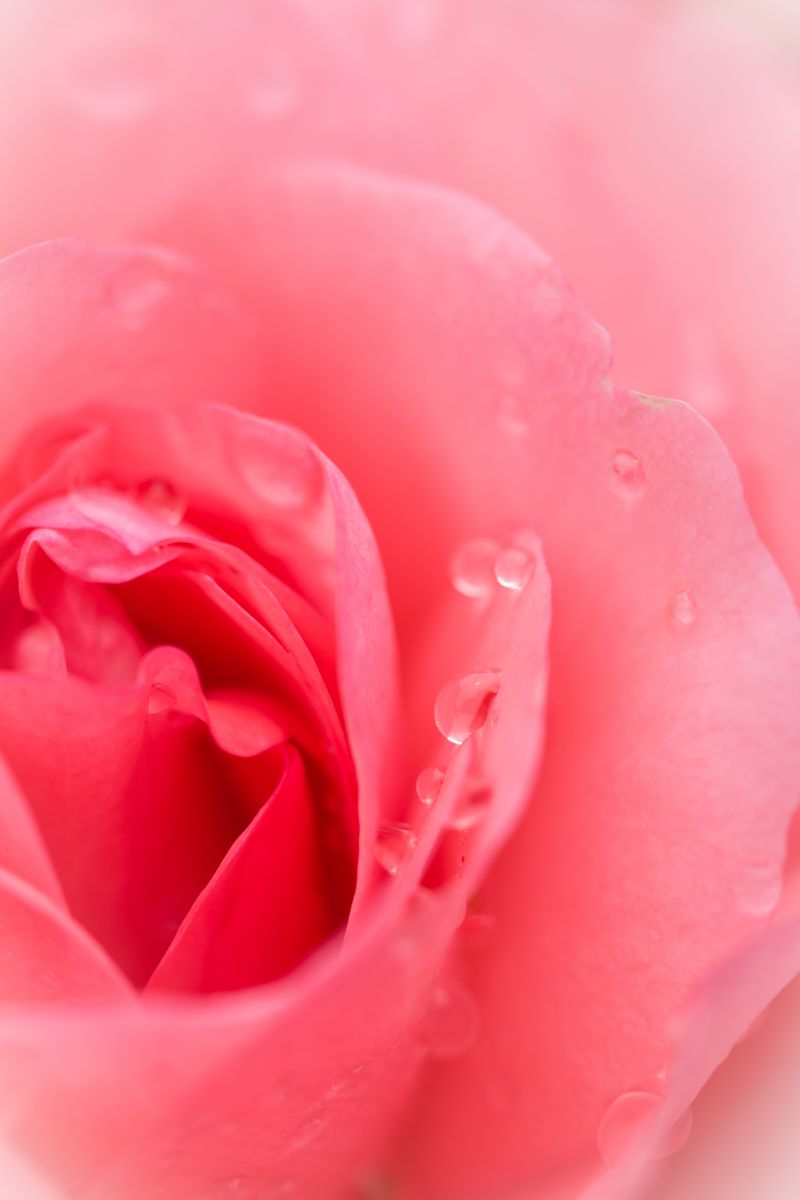 【Tears】 | GANREF