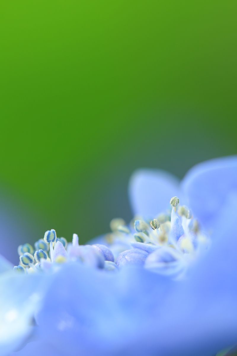 『あなたの色に染まる・・・』 | GANREF