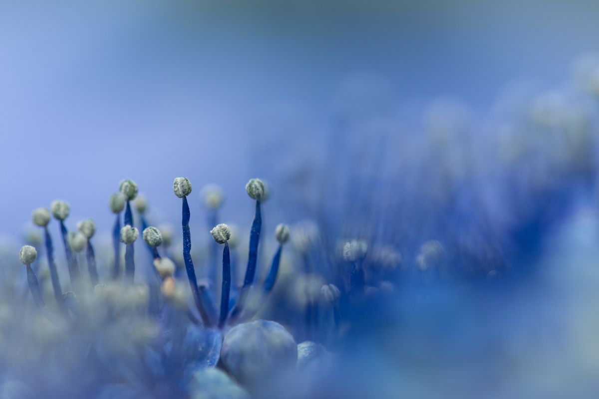 ☆Fairy☆ | GANREF