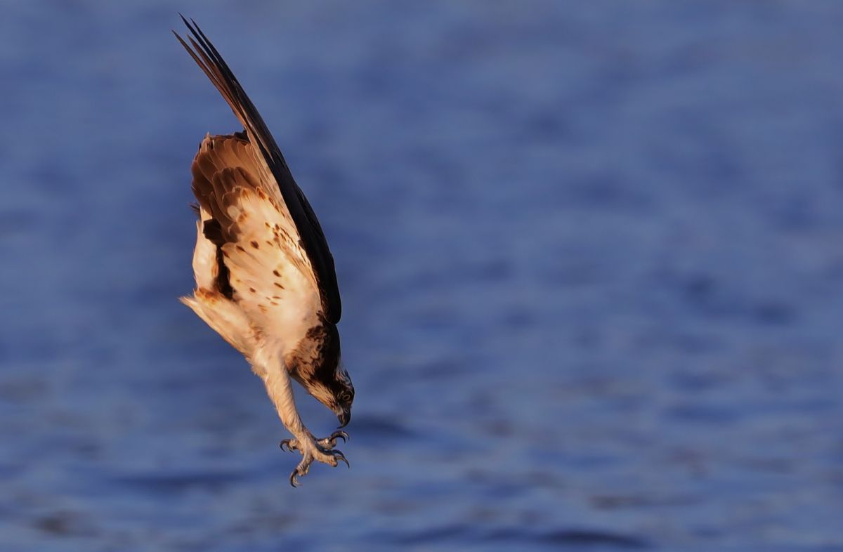 dive into the sea | GANREF