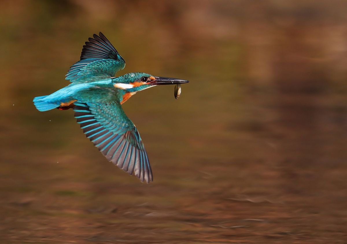 カワセミ物語 120 | GANREF