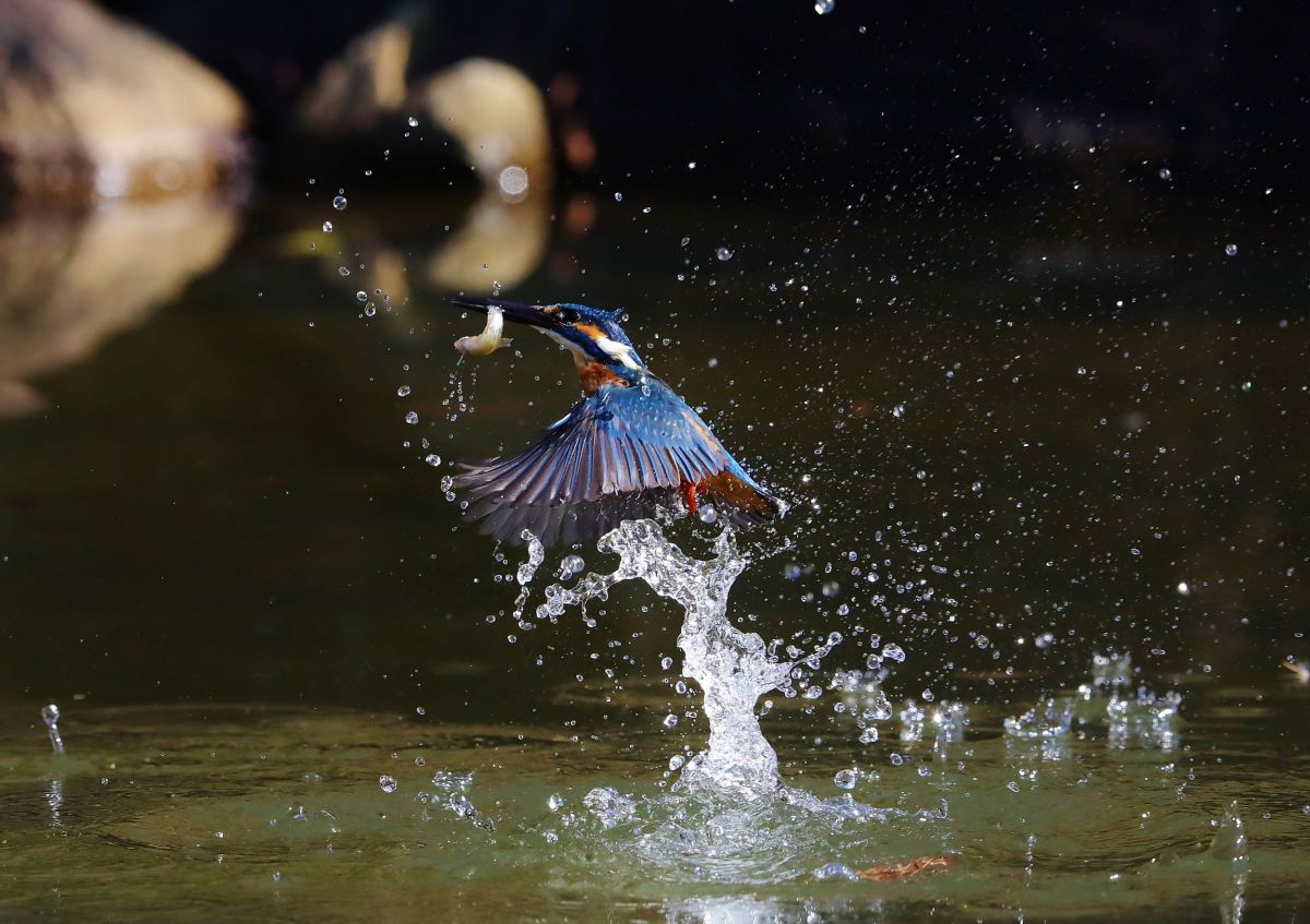 カワセミ物語 119 | GANREF