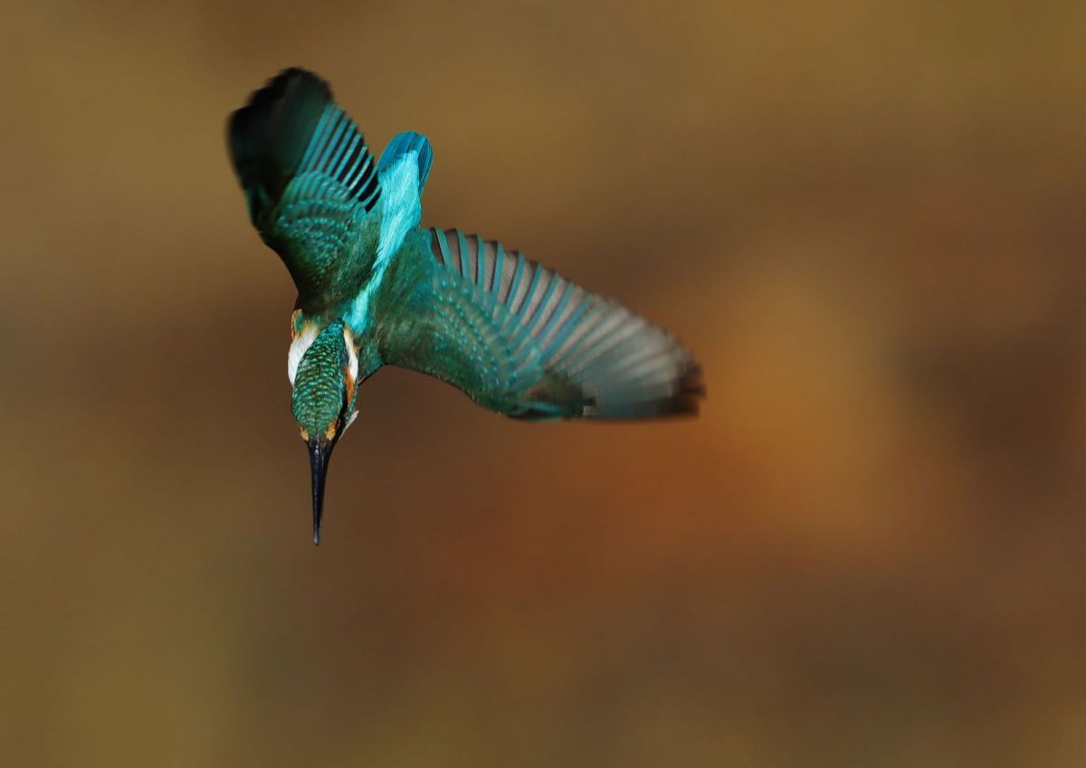 カワセミ物語 113 | GANREF