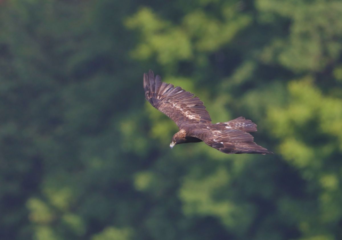 Golden eagle イヌワシ | GANREF