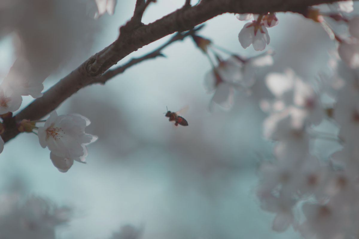 ミツバチみっちゃん | GANREF