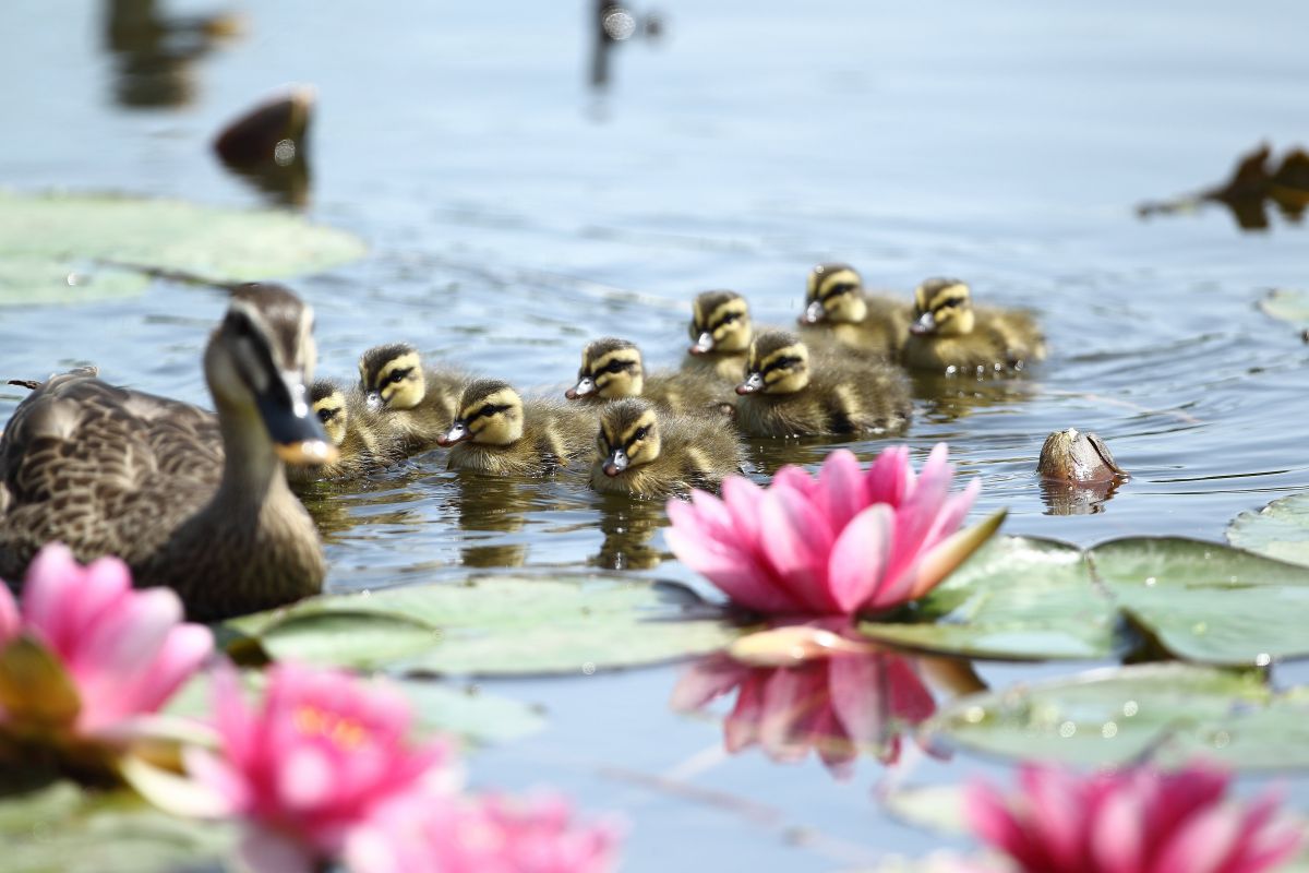 ママに続け～(^O^)／ | GANREF
