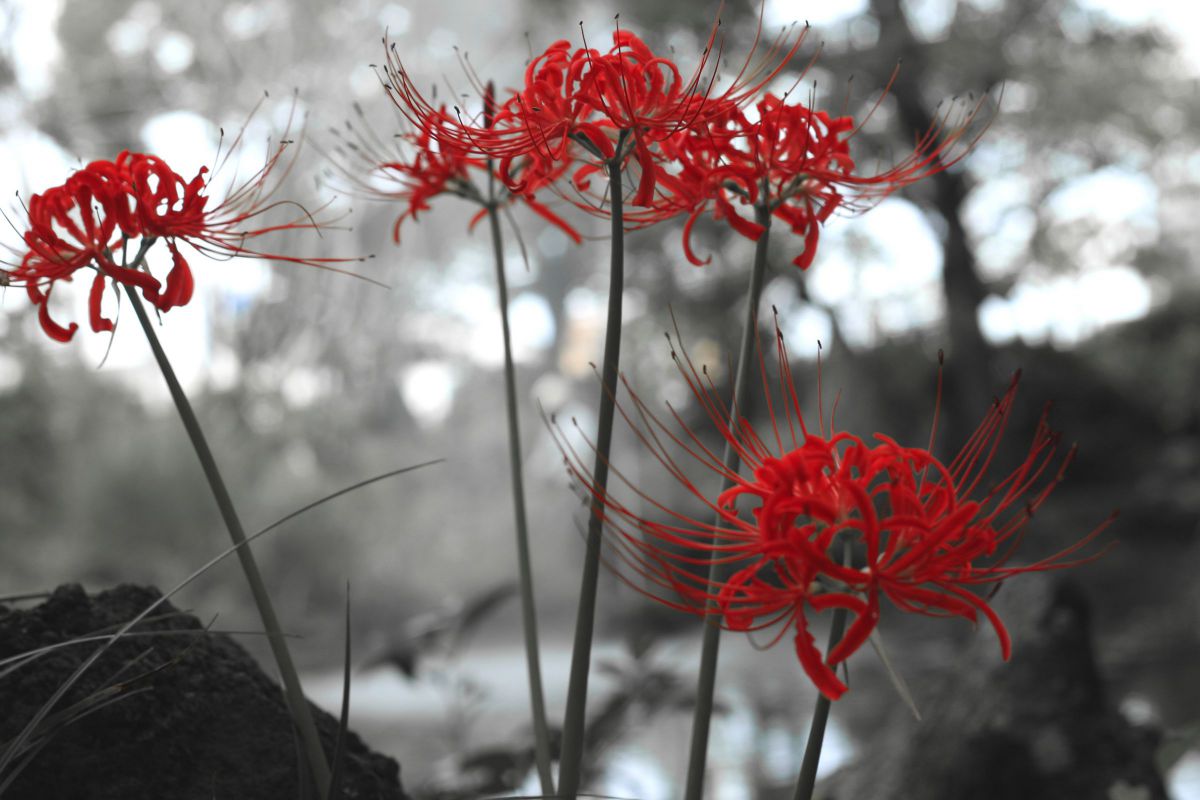 Burning red | GANREF