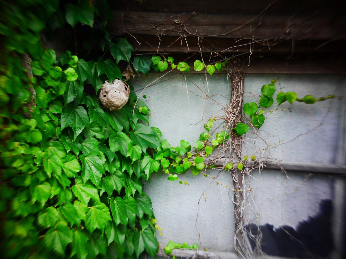 魅惑の球形 | GANREF