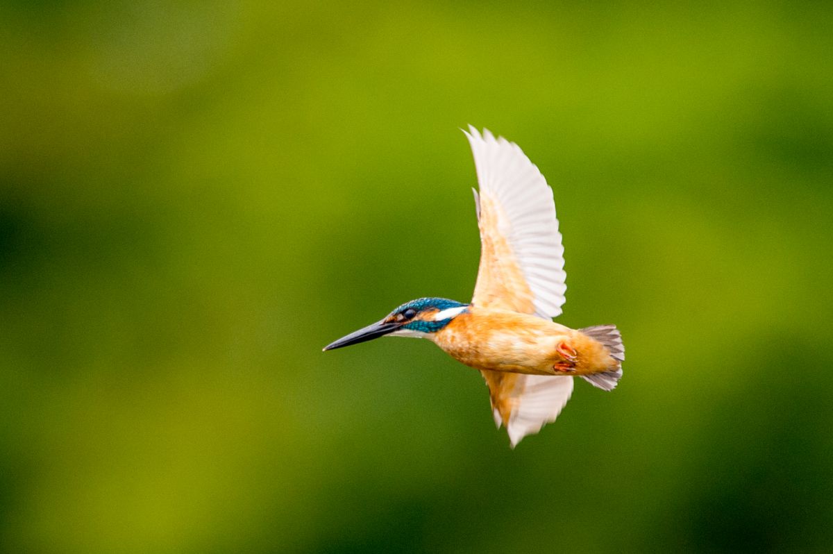 カワセミ 〔46〕 | GANREF