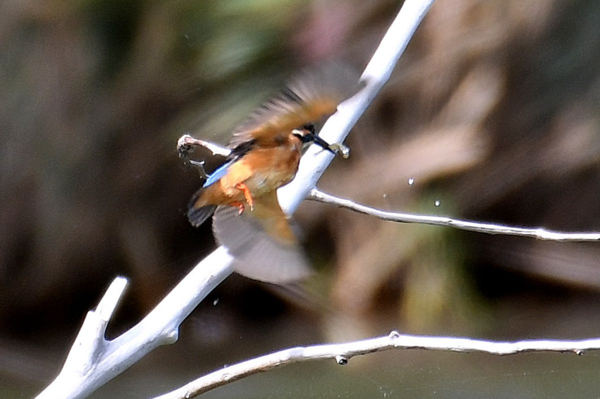 カワセミ 〔43〕 | GANREF