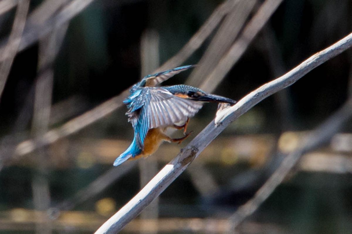 カワセミ 〔37〕 | GANREF