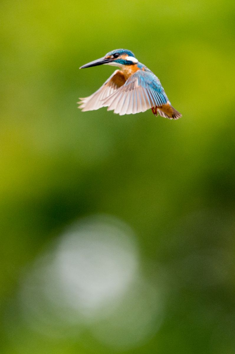 カワセミ 〔26〕 | GANREF