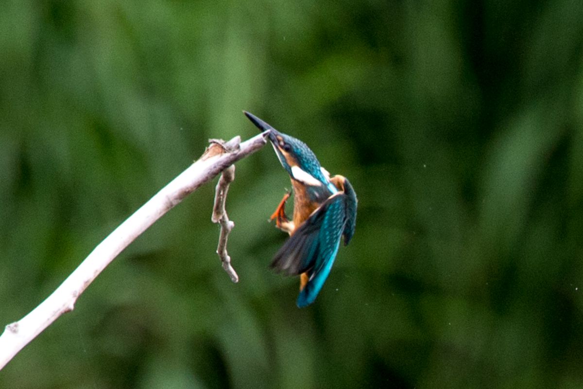 カワセミ 〔30〕 | GANREF