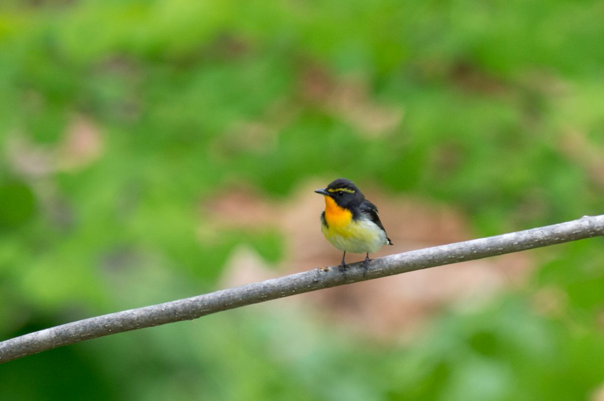 キビタキ 2017/5/21【2】 | GANREF