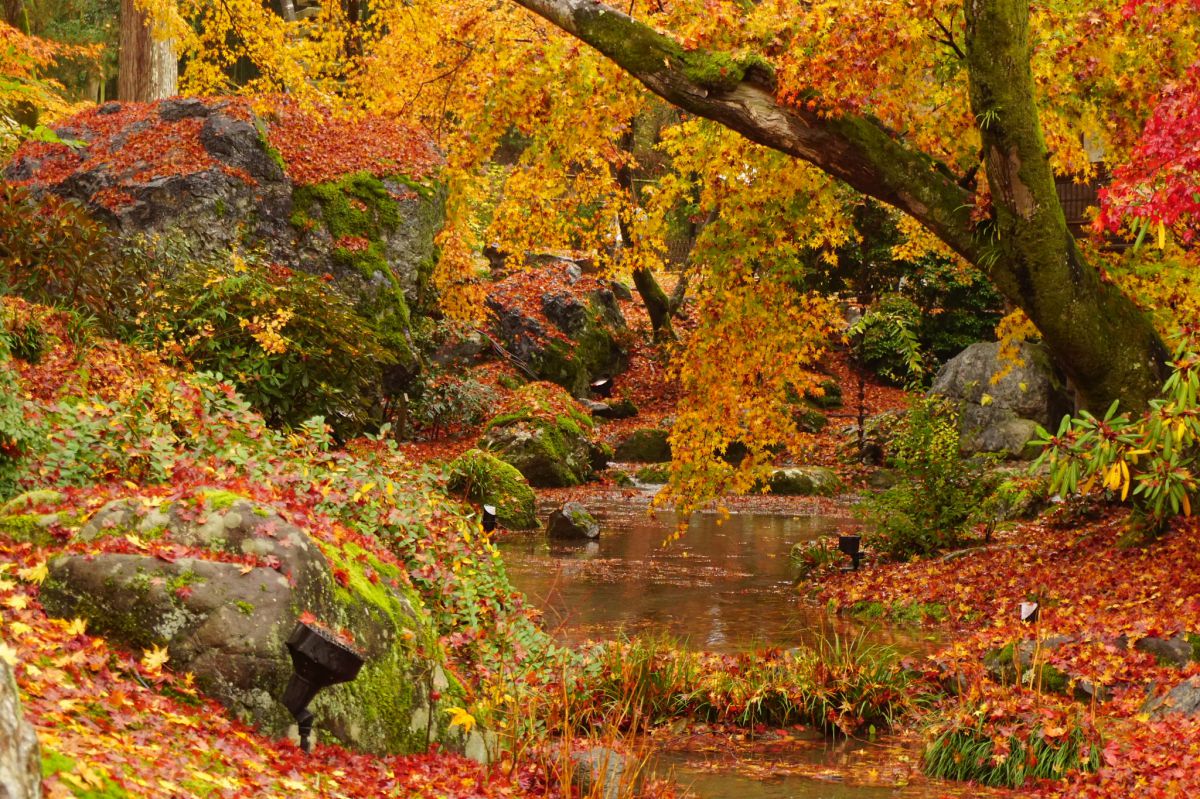 晩秋の庭 (宝厳院獅子吼の庭） | GANREF