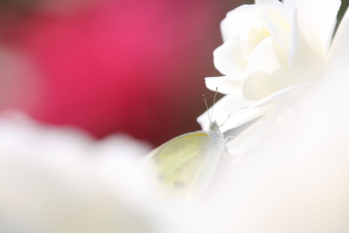 my white bed | GANREF